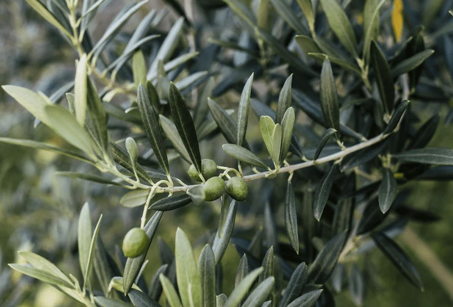 L’uso di fosfato naturale in suoli alcalini per migliorare la resa in ...