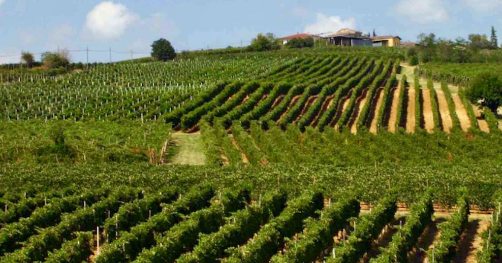 Emilia Wine Experience lancia la sfida #AromaMalvasia