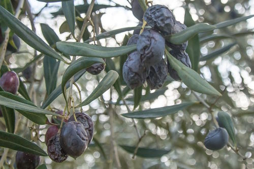 Il pericolo lebbra dell’olivo: dopo un’alta infezione i rischi per l ...