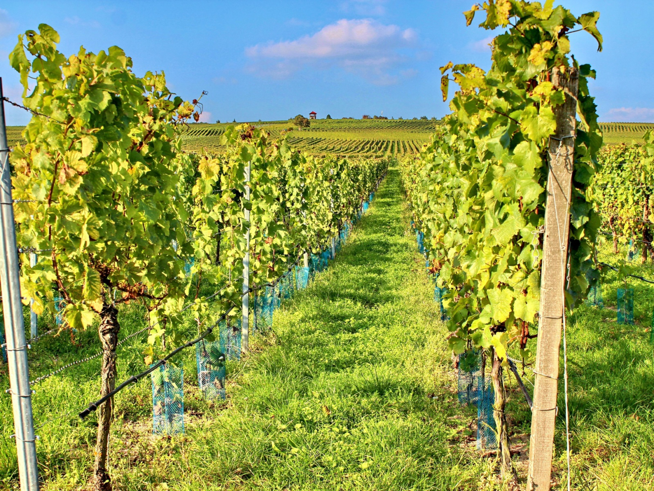 Il biochar in vigneto è un alleato contro lo stress idrico, ma non per ...