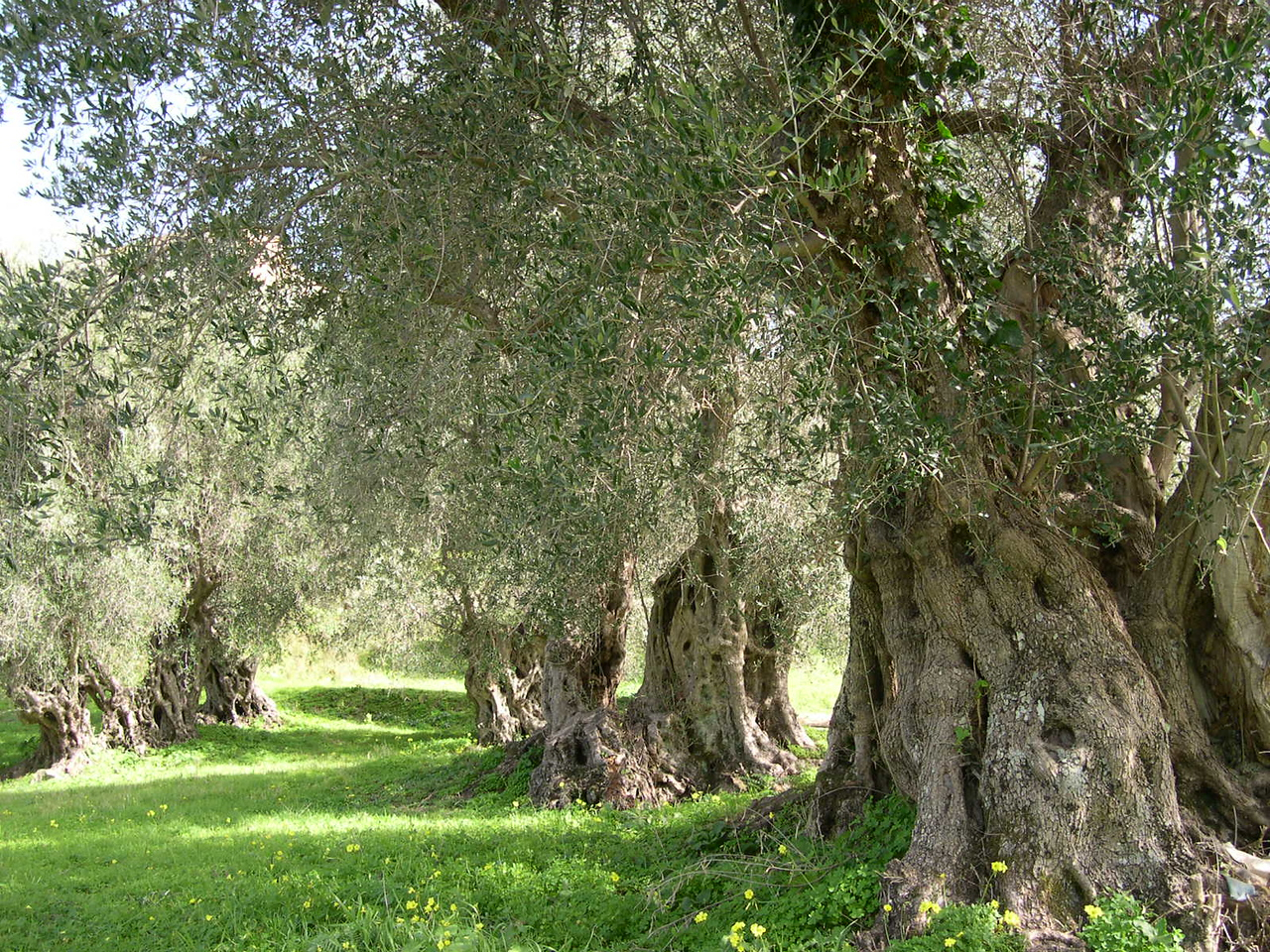 Olivicoltura di montagna, le soluzioni intelligenti per un futuro ...