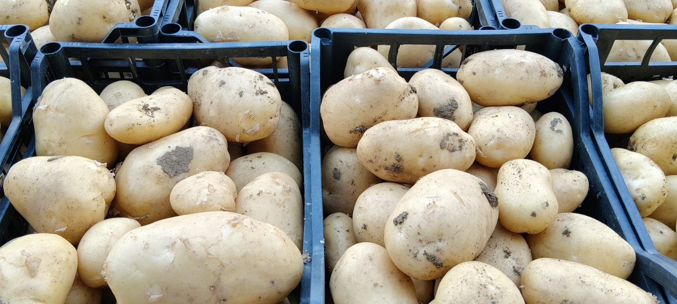 Patata di Romagna, il progetto cresce con ricerca e identità